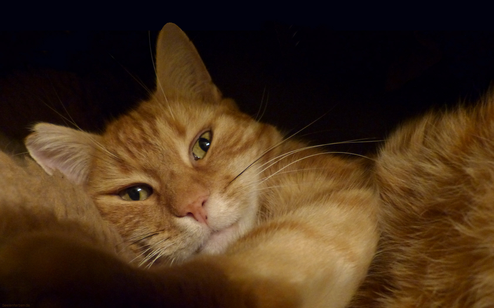 Kater